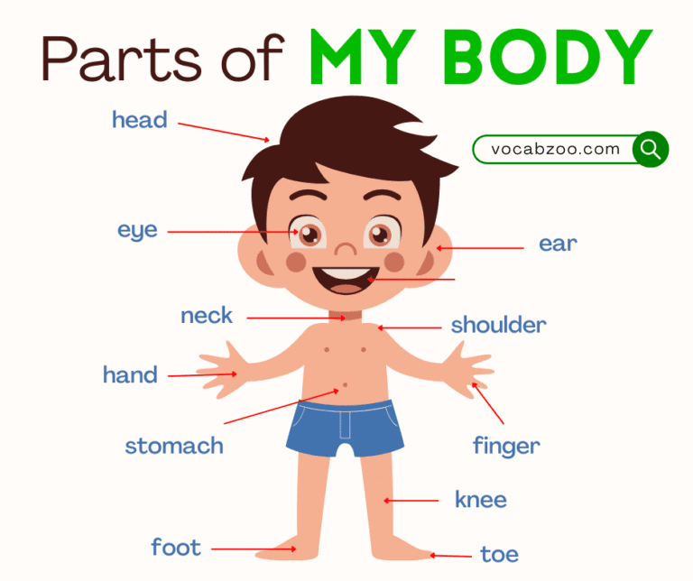 Parts of My Body for Kids in English with Their Pictures