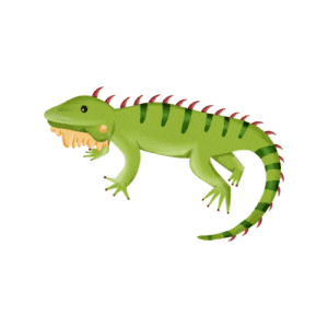 20 Different Types of Lizards in the Reptile Family with Pictures