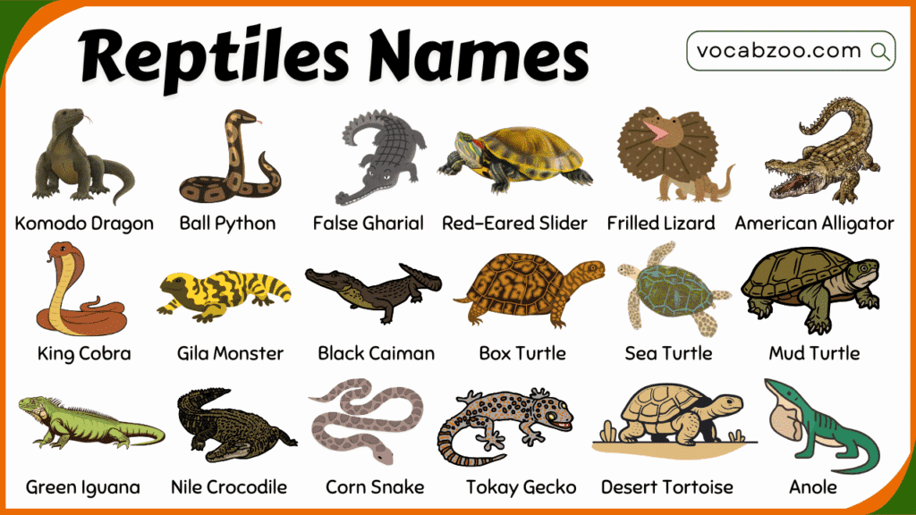20 Different Types of Lizards in the Reptile Family with Pictures