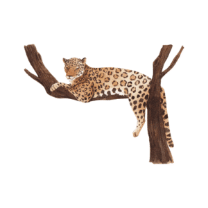 20 Zoo Animals That Can Climb with Their Pictures