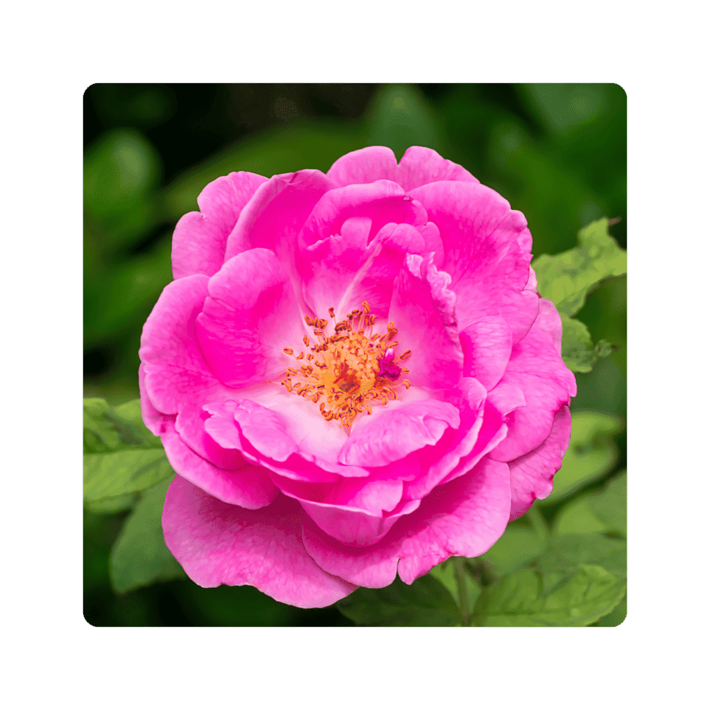 100 Rose Names List in English with Pictures - Vocabzoo
