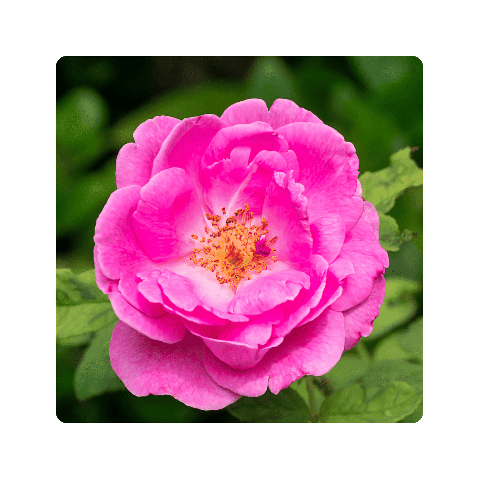 100 Rose Names List in English with Pictures - Vocabzoo