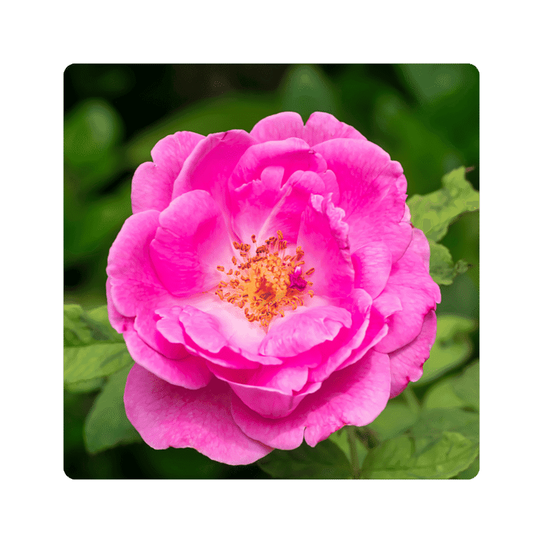 100 Rose Names List in English with Pictures - Vocabzoo