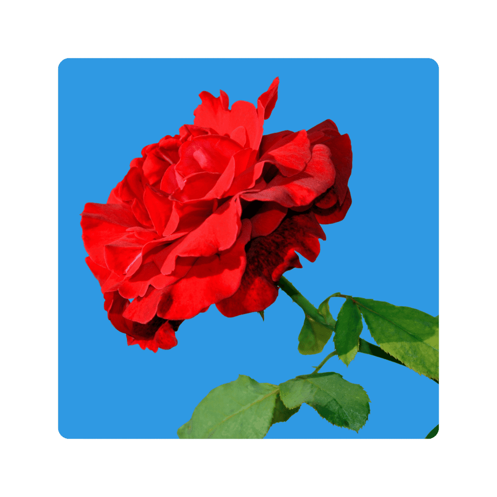 100 Rose Names List in English with Pictures - Vocabzoo