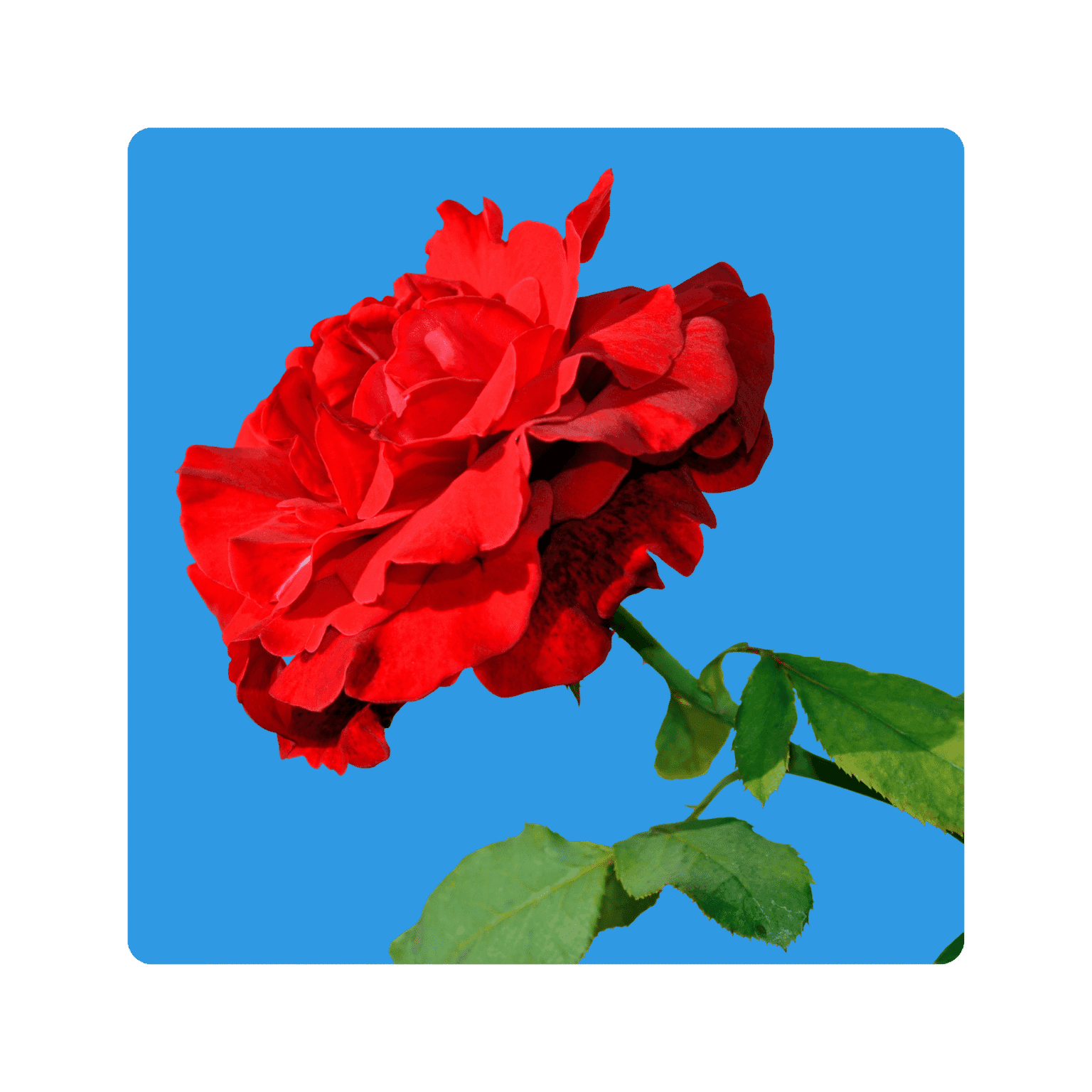 100 Rose Names List in English with Pictures - Vocabzoo