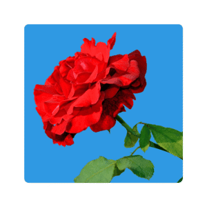 100 Rose Names List in English with Pictures - Vocabzoo