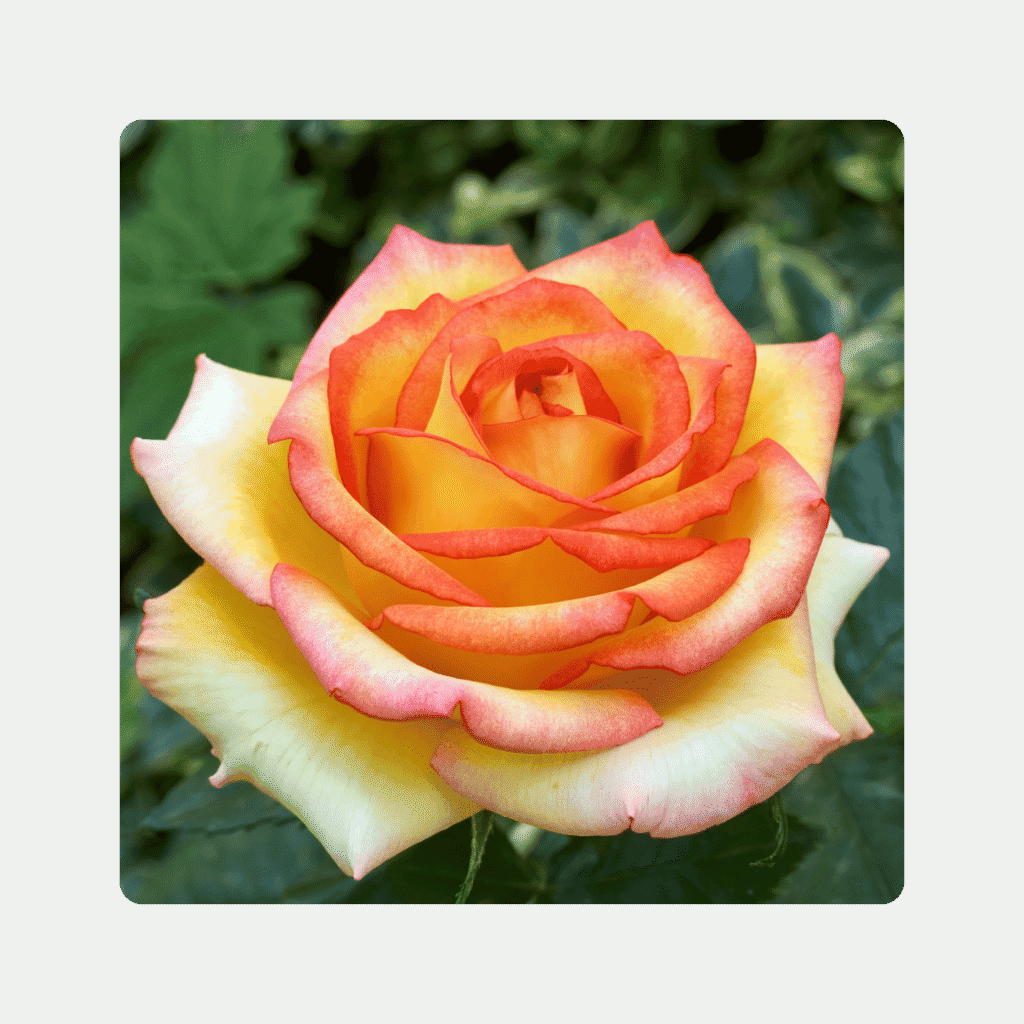 100 Rose Names List in English with Pictures - Vocabzoo