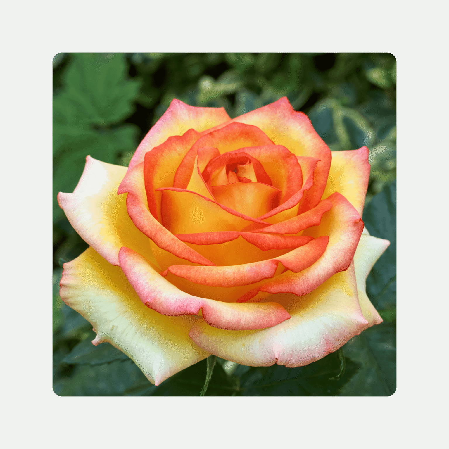 100 Rose Names List in English with Pictures - Vocabzoo