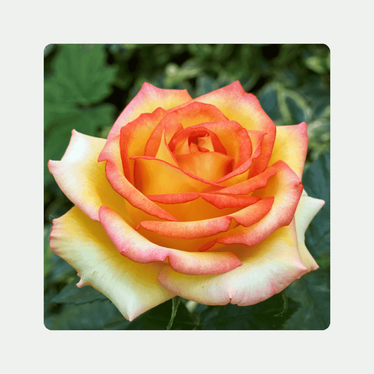 100 Rose Names List in English with Pictures - Vocabzoo