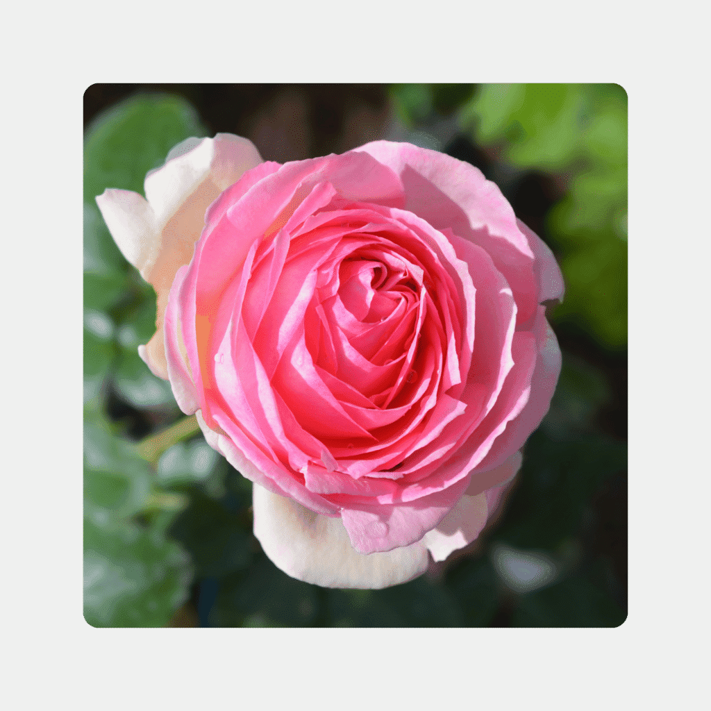 100 Rose Names List in English with Pictures - Vocabzoo