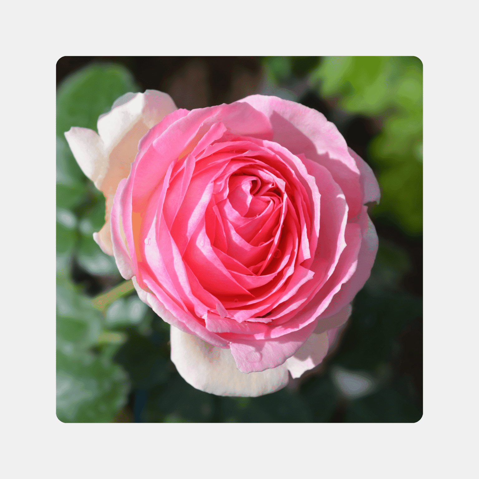 100 Rose Names List in English with Pictures - Vocabzoo
