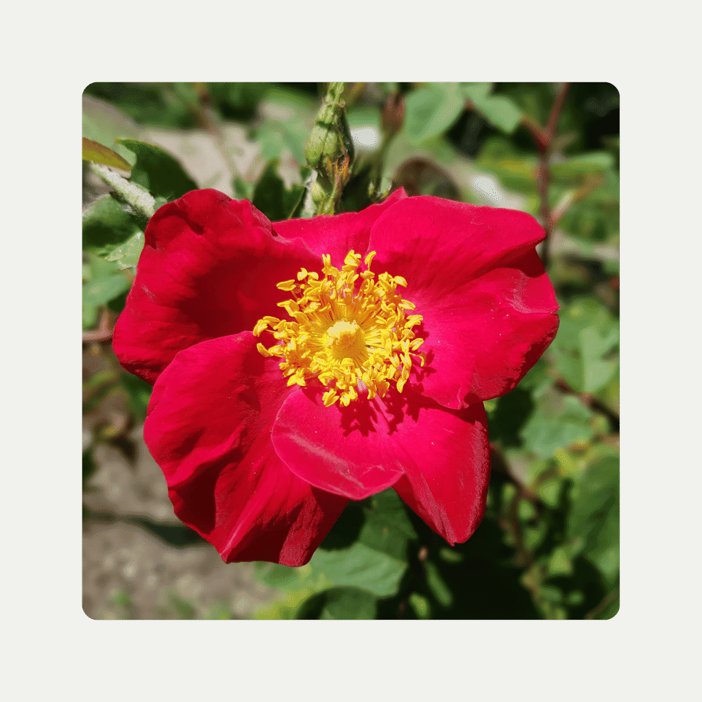 100 Rose Names List in English with Pictures - Vocabzoo