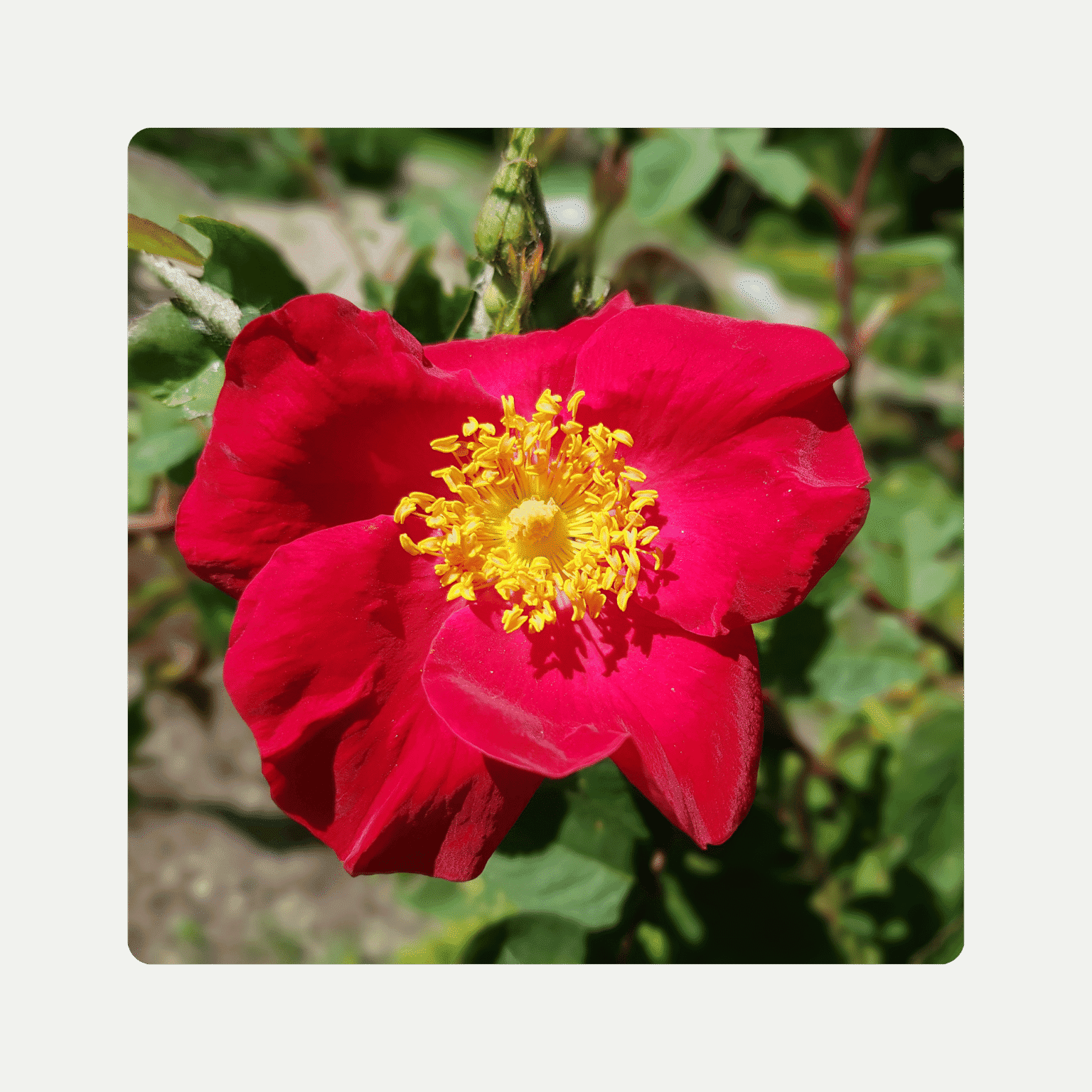 100 Rose Names List in English with Pictures - Vocabzoo