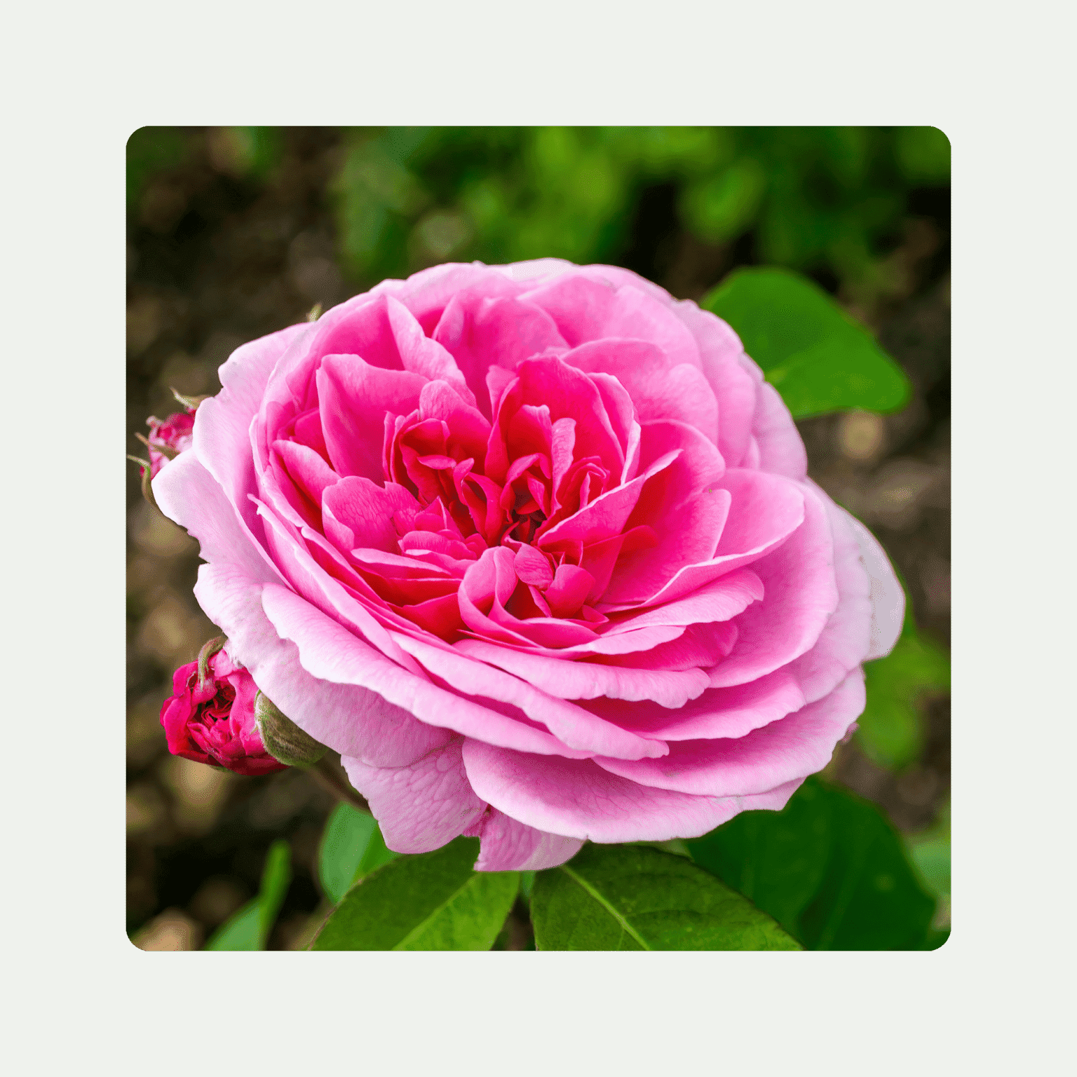 100 Rose Names List in English with Pictures - Vocabzoo