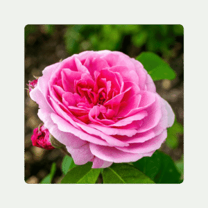 100 Rose Names List in English with Pictures - Vocabzoo