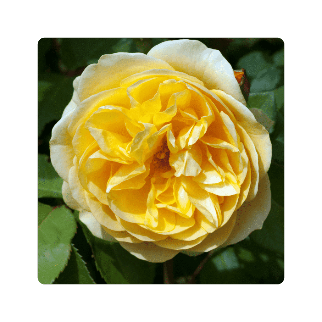 100 Rose Names List in English with Pictures - Vocabzoo