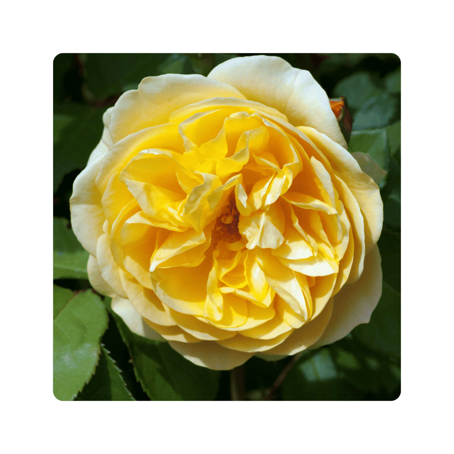 100 Rose Names List in English with Pictures - Vocabzoo