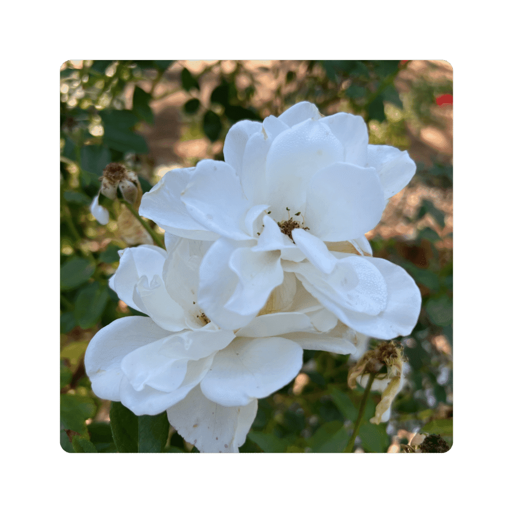 100 Rose Names List in English with Pictures - Vocabzoo