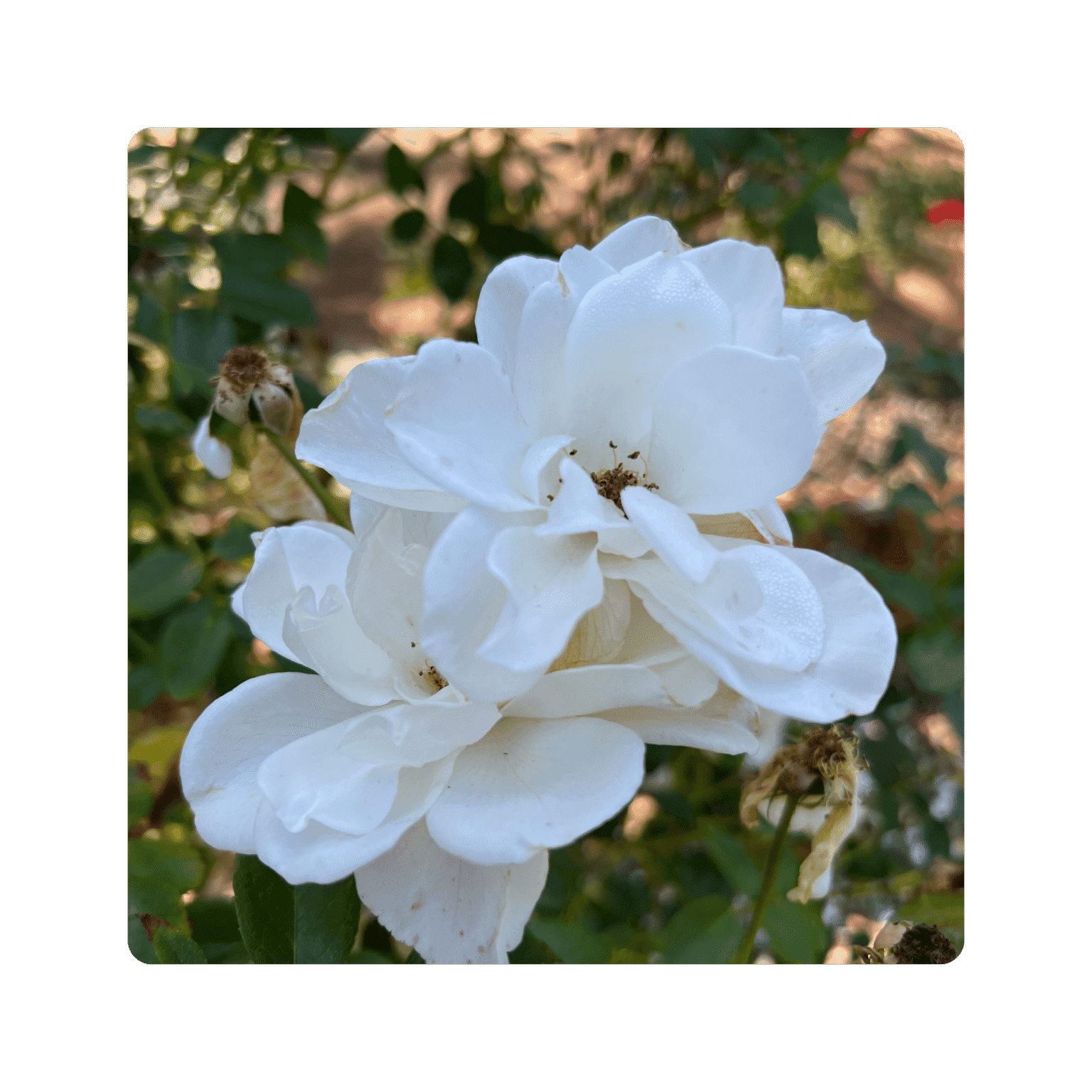 100 Rose Names List in English with Pictures - Vocabzoo