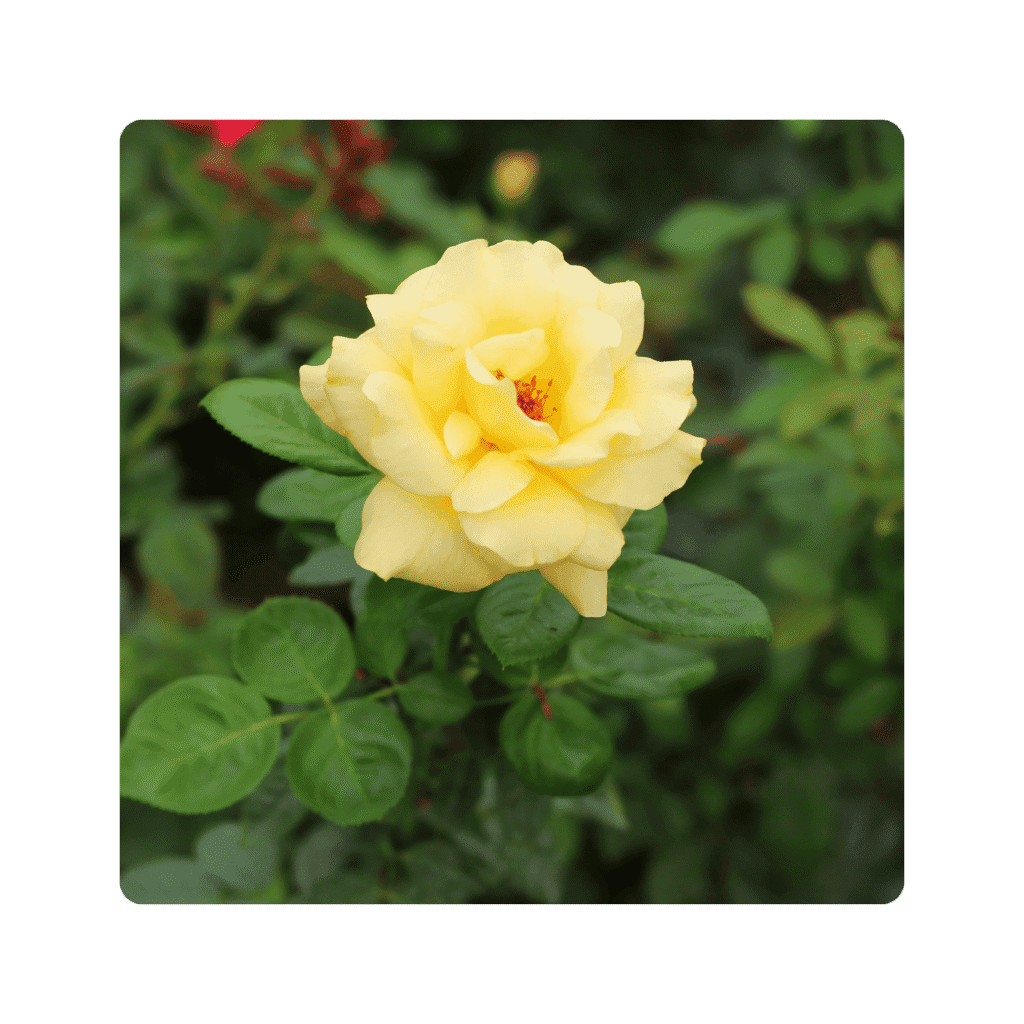 100 Rose Names List in English with Pictures - Vocabzoo