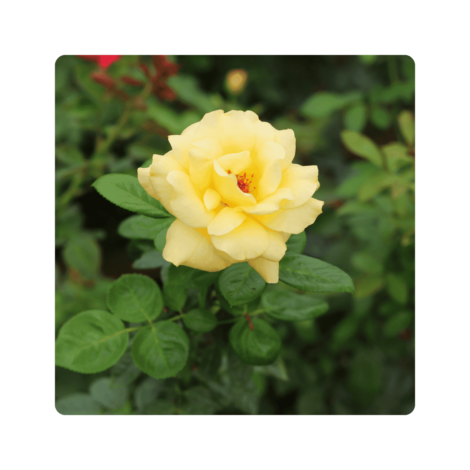 100 Rose Names List in English with Pictures - Vocabzoo