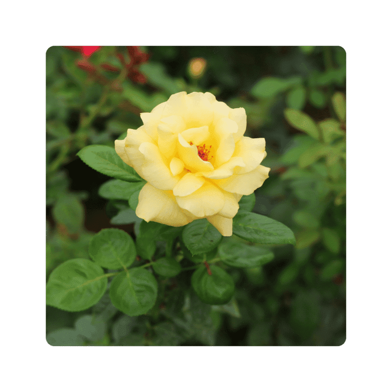 100 Rose Names List in English with Pictures - Vocabzoo