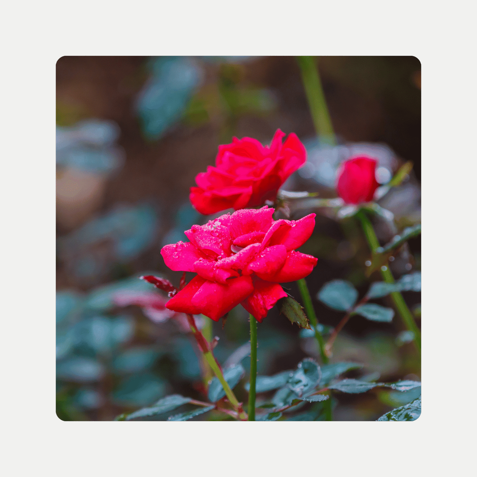 100 Rose Names List in English with Pictures - Vocabzoo