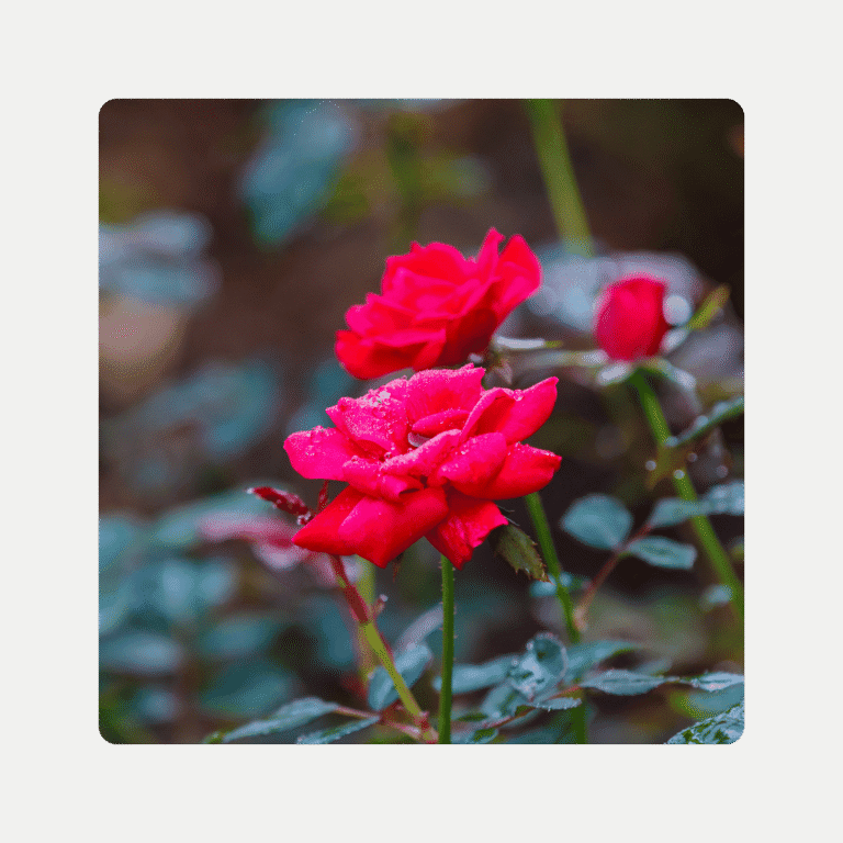 100 Rose Names List in English with Pictures - Vocabzoo