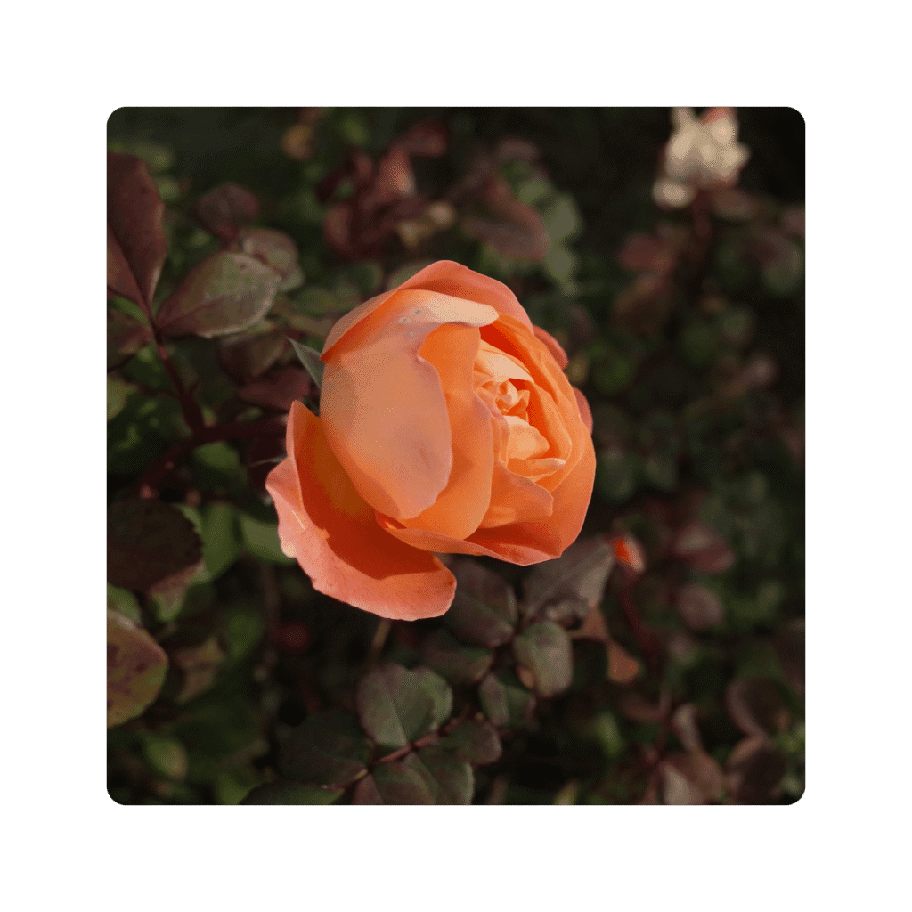 100 Rose Names List in English with Pictures - Vocabzoo