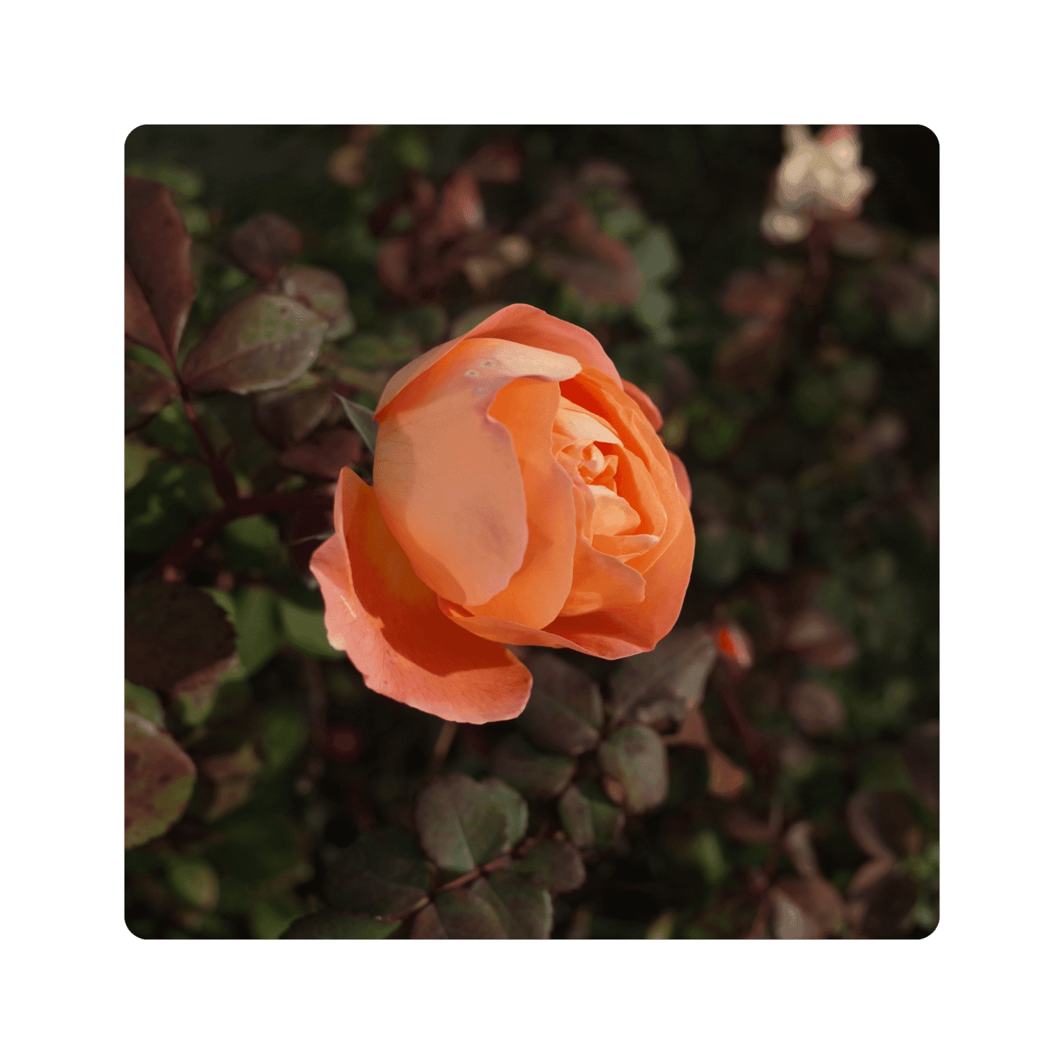 100 Rose Names List in English with Pictures - Vocabzoo