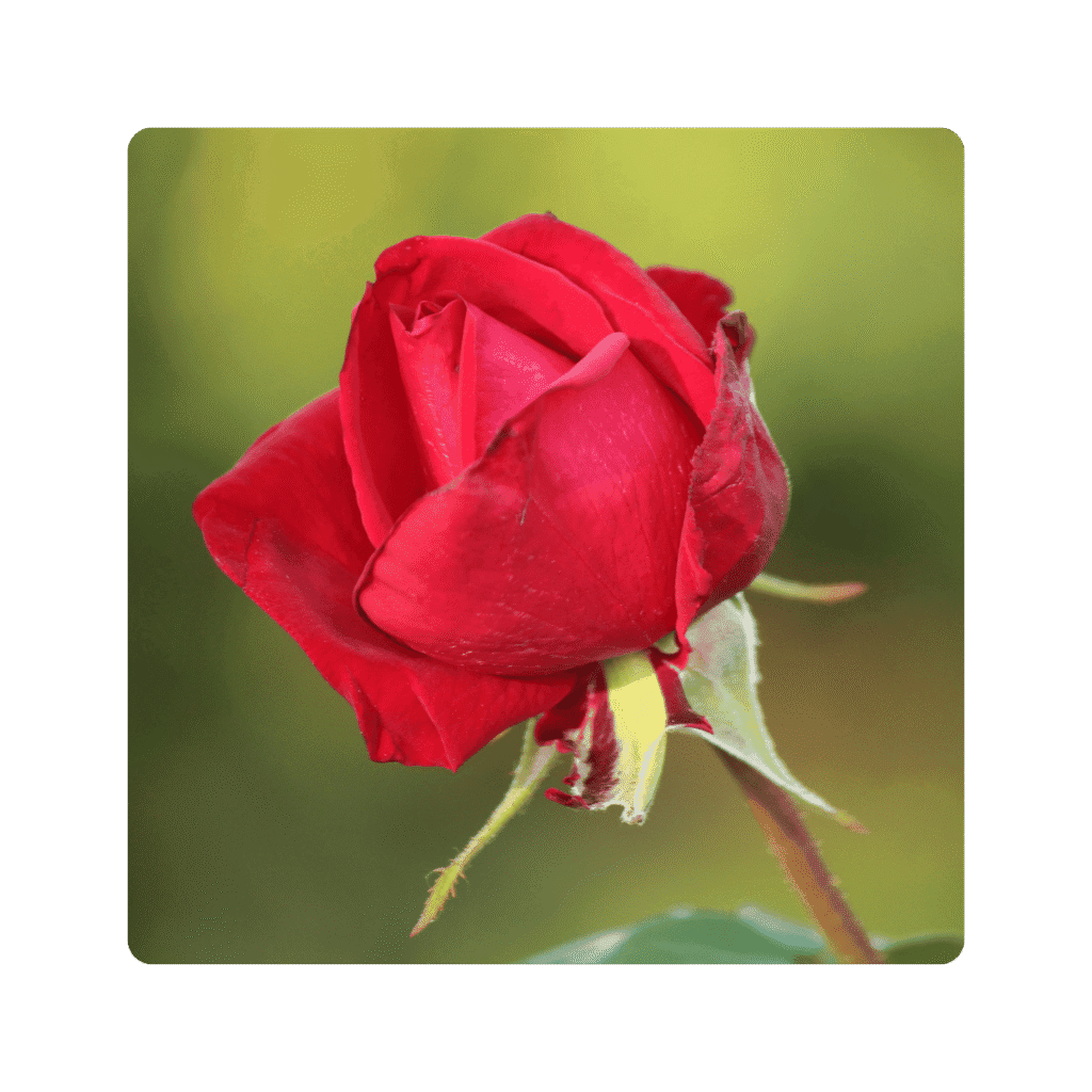 100 Rose Names List in English with Pictures - Vocabzoo