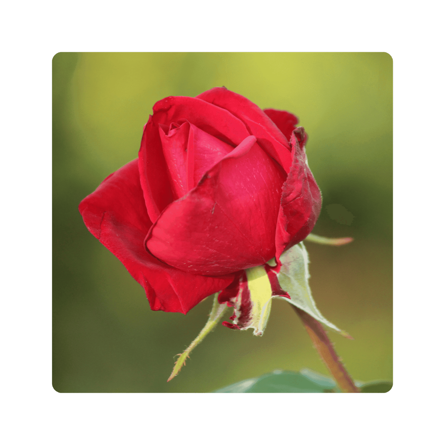 100 Rose Names List in English with Pictures - Vocabzoo