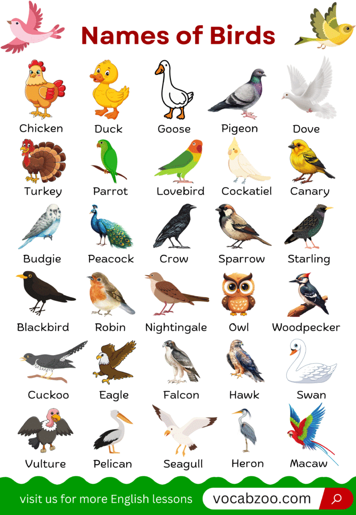 Names of Birds in English With Their Pictures - Vocabzoo