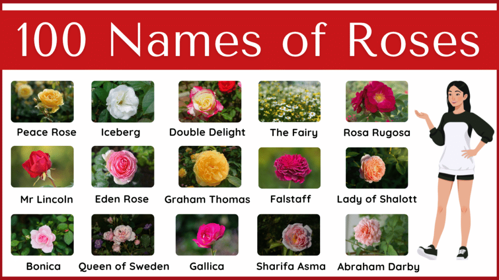 100 Rose Names List in English with Pictures - Vocabzoo
