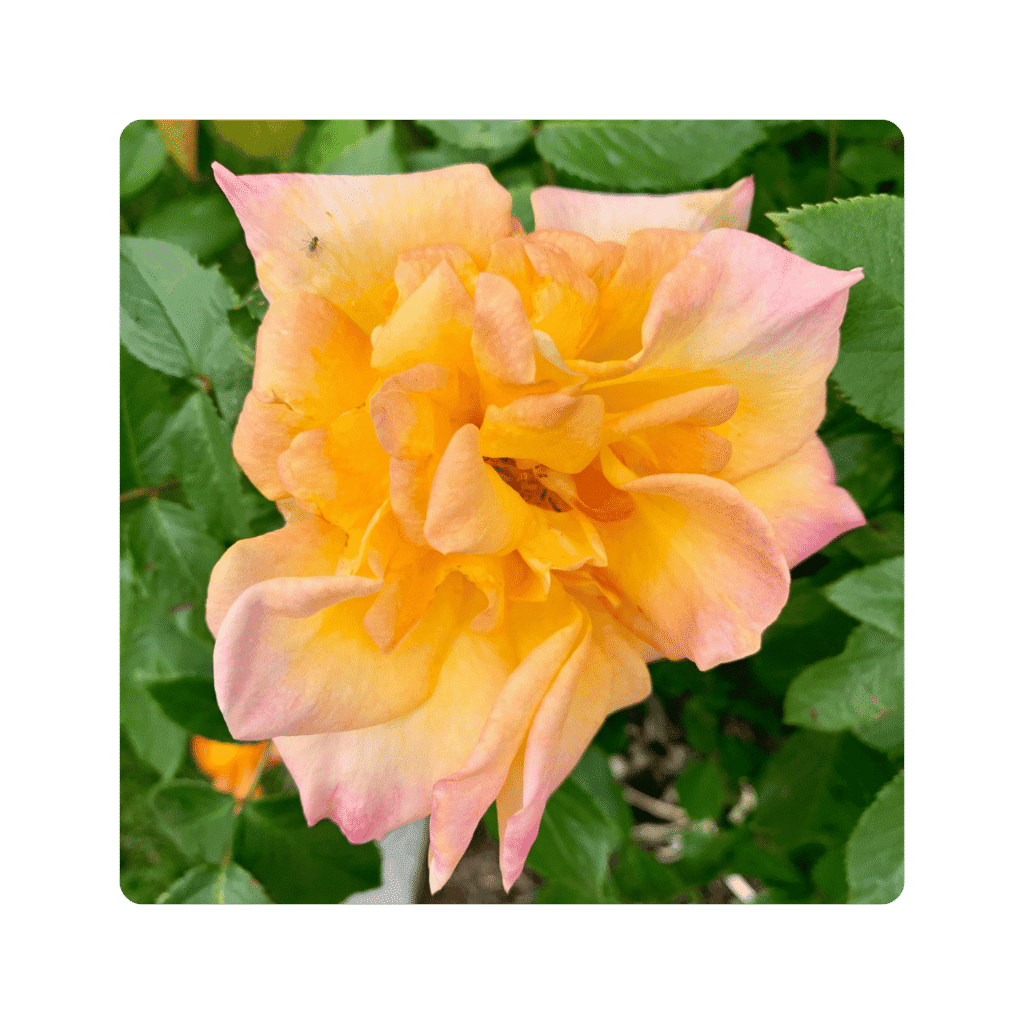 100 Rose Names List in English with Pictures - Vocabzoo