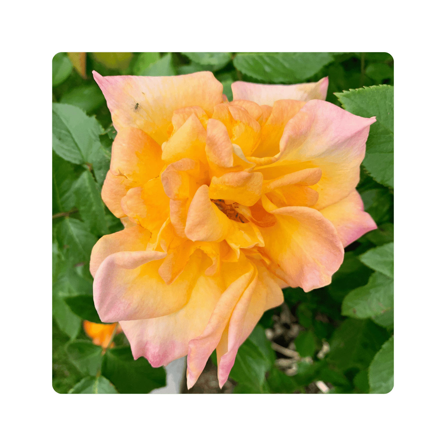 100 Rose Names List in English with Pictures - Vocabzoo