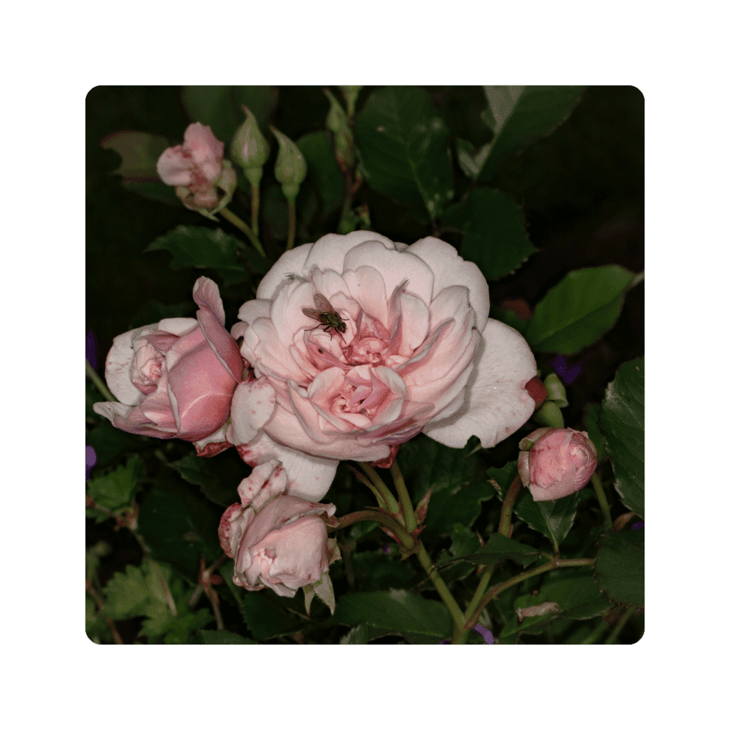 100 Rose Names List in English with Pictures - Vocabzoo