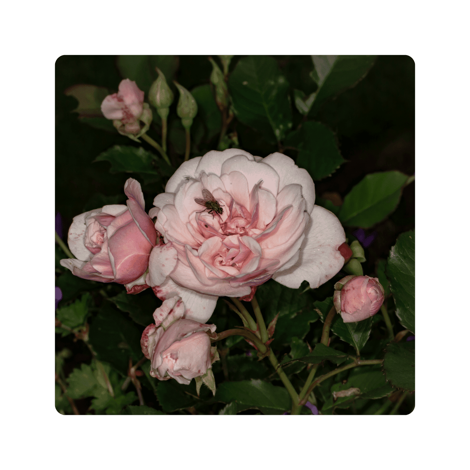 100 Rose Names List in English with Pictures - Vocabzoo