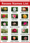 100 Rose Names List in English with Pictures - Vocabzoo