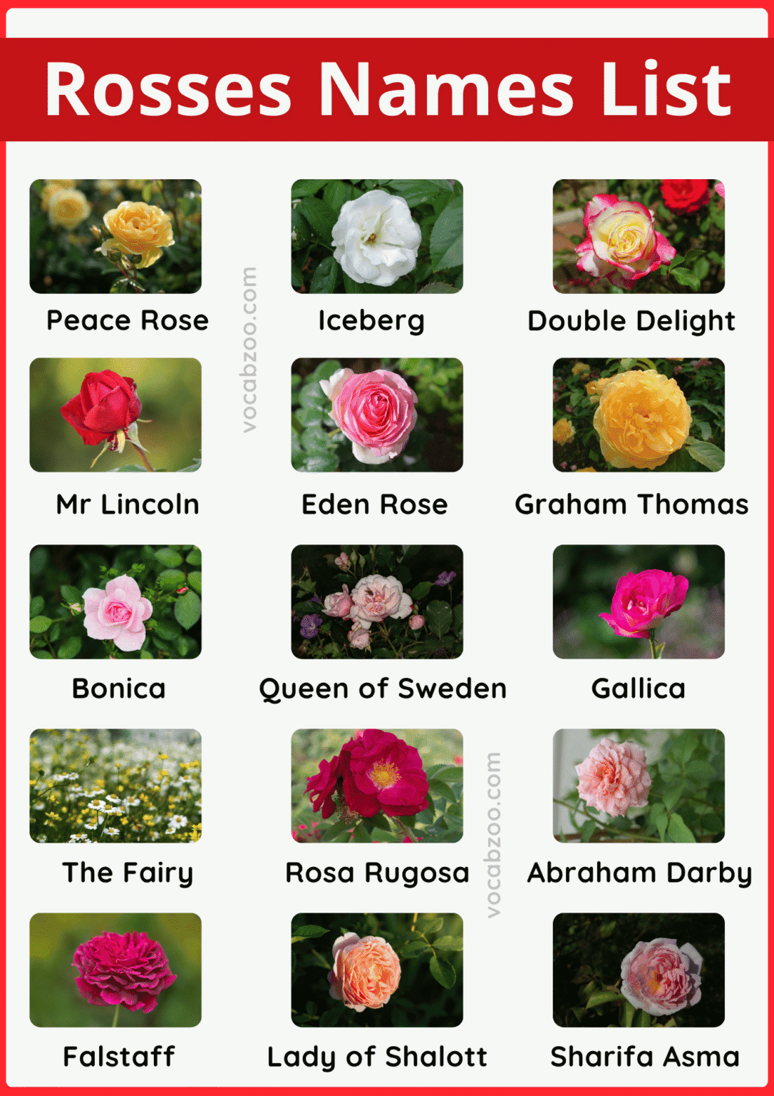 100 Rose Names List in English with Pictures - Vocabzoo