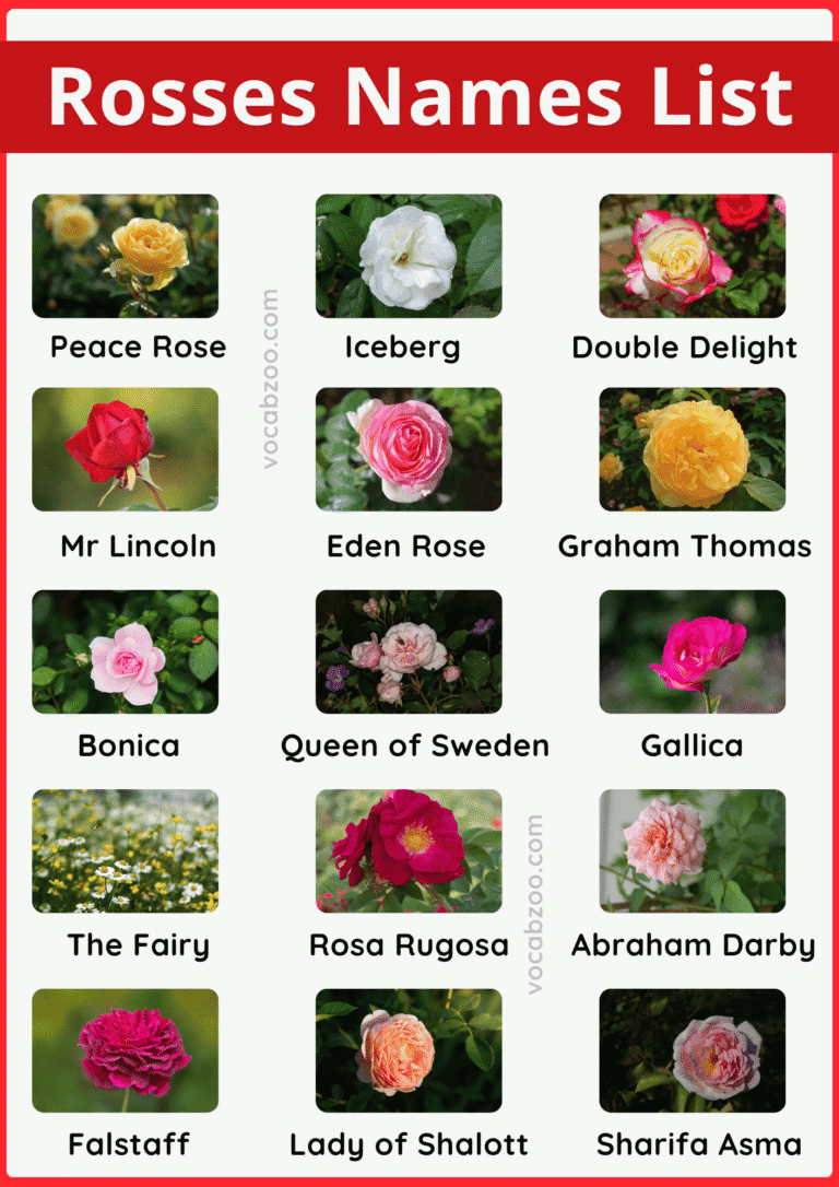 100 Rose Names List in English with Pictures - Vocabzoo