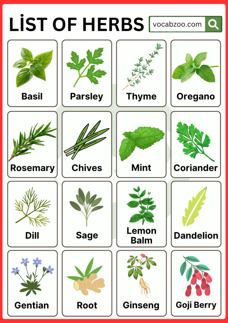List of Herbs and Their Types and Uses with Pictures - Vocabzoo