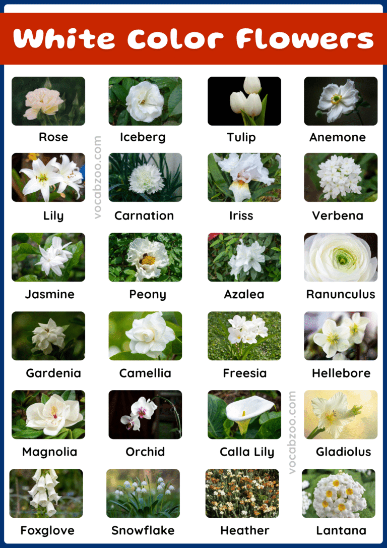White Color Flowers Names With Symbolism and Pictures