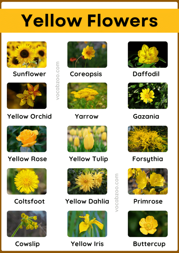 50 Yellow Colour Flowers Name and Their Pictures in English - Vocabzoo