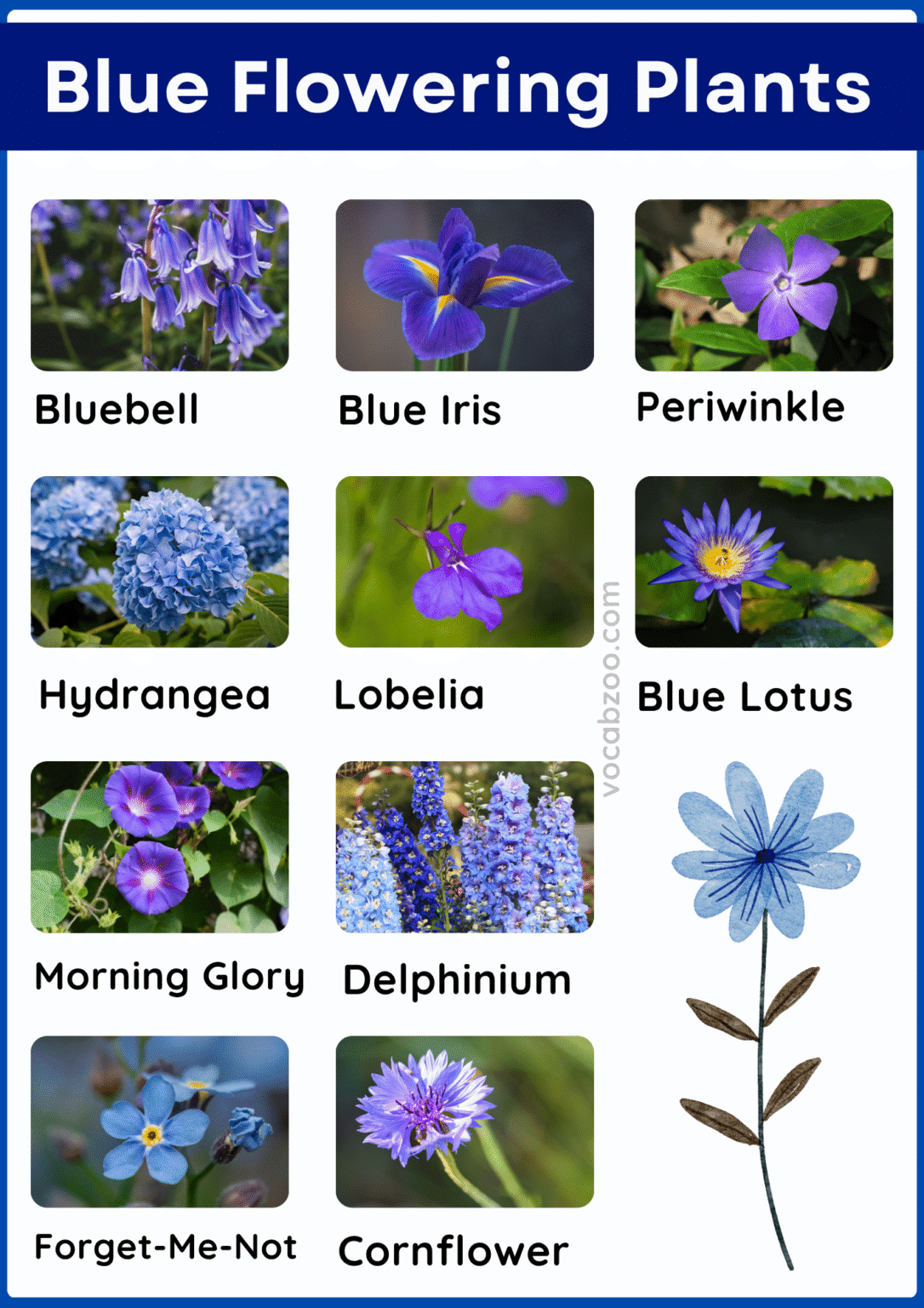 59 Blue Flowering Plants Name in English and Pictures
