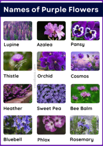 50 Purple Flowering Plants Names in English and Pictures - Vocabzoo