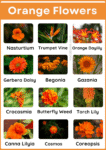 40 Orange Flowering Plants Name in English and Pictures