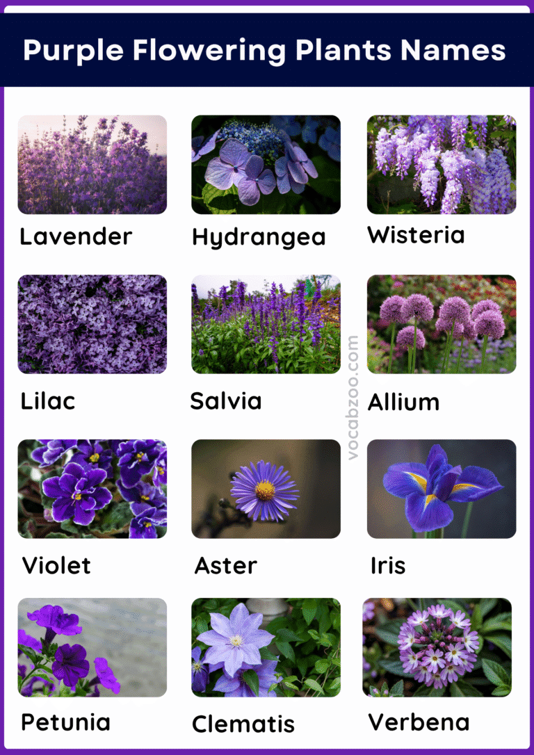 50 Purple Flowering Plants Names in English and Pictures - Vocabzoo