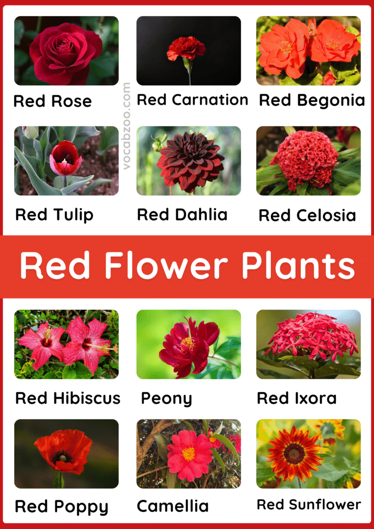40+ Red Flower Plants Names in English and Pictures