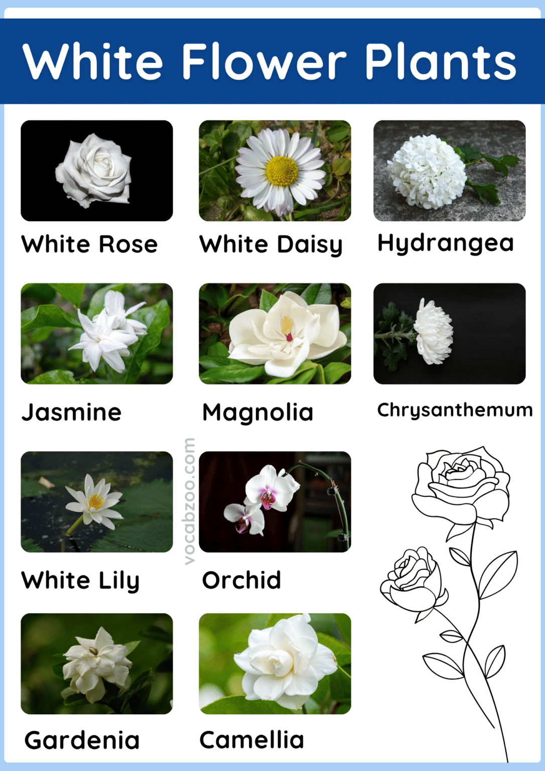 White Flower Plant Names in English and Pictures - Vocabzoo